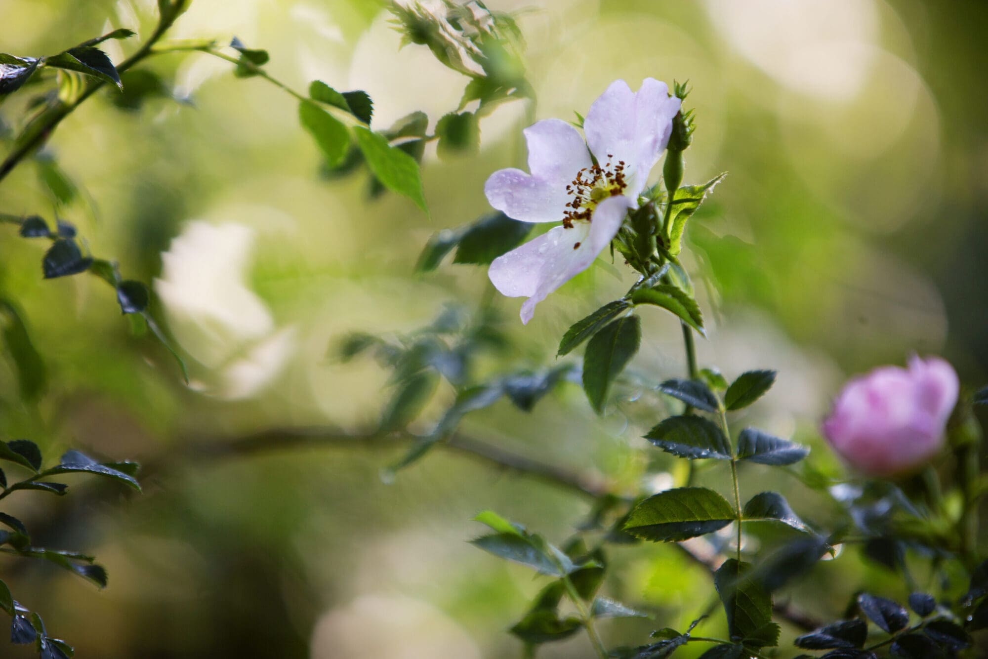Waterside Valley • Somer Valley Rediscovered • B&NES Council