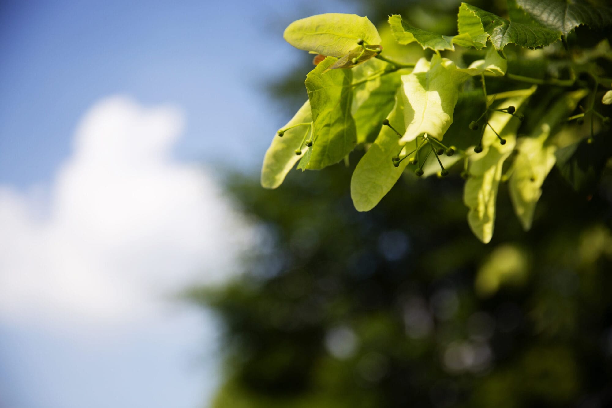 Staddlestones Riverside Park • Somer Valley Rediscovered • B&NES Council