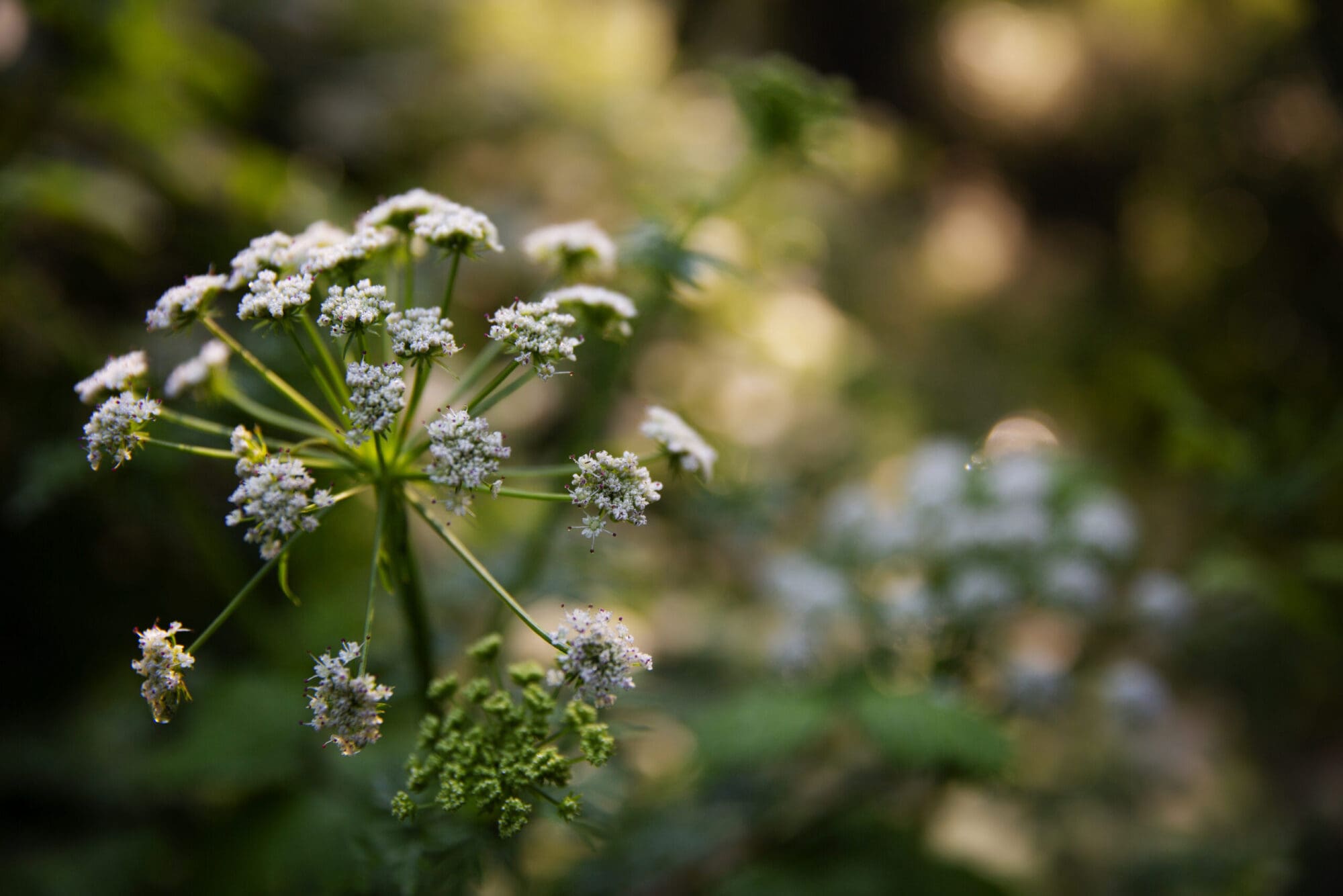 Waterside Valley • Somer Valley Rediscovered • B&NES Council