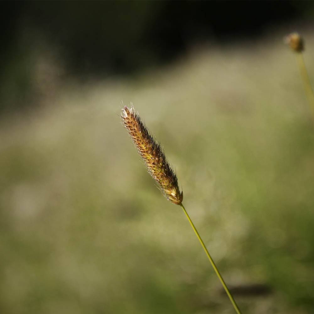 Staddlestones Riverside Park • Somer Valley Rediscovered • B&NES Council